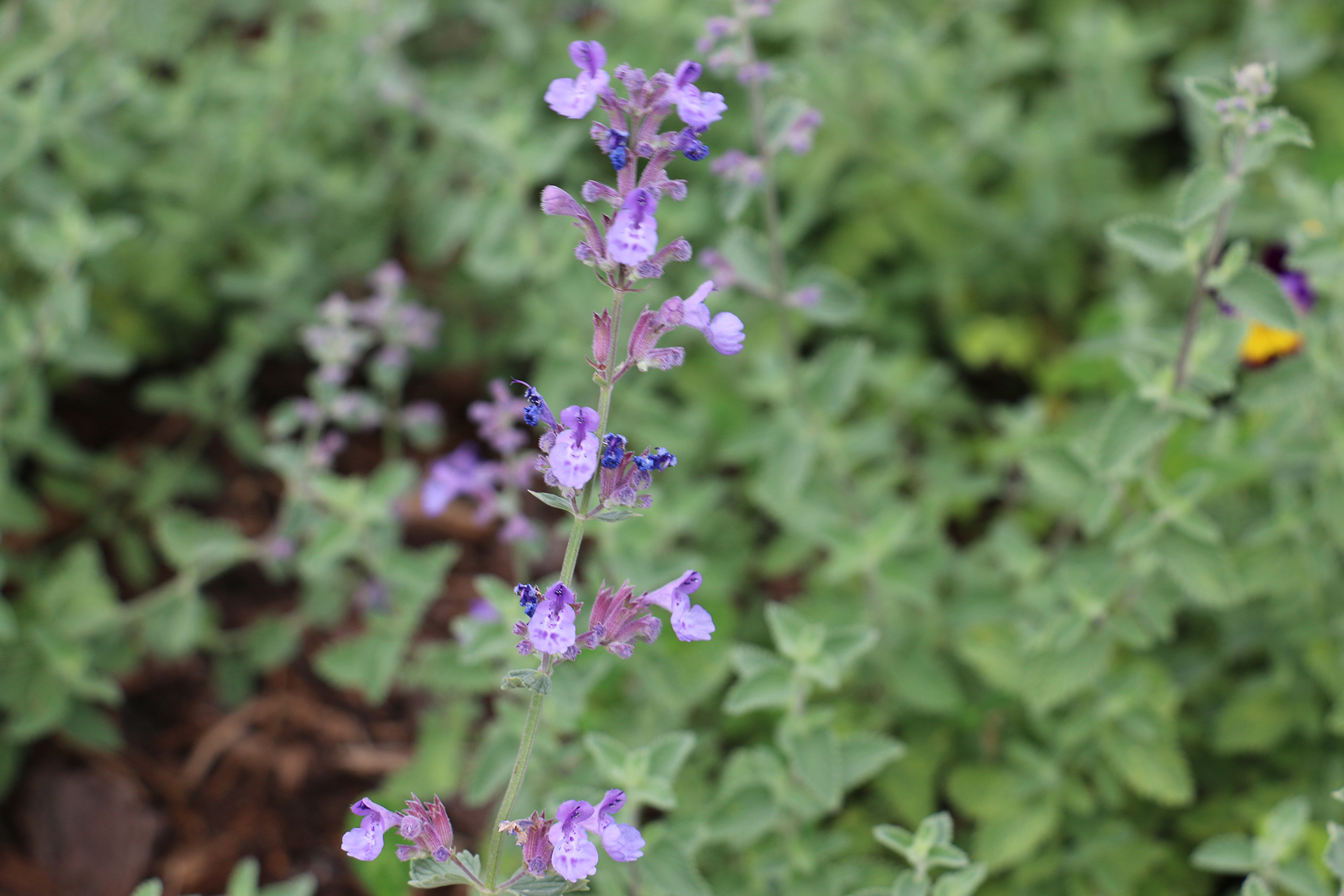 Nepeta x faassenii