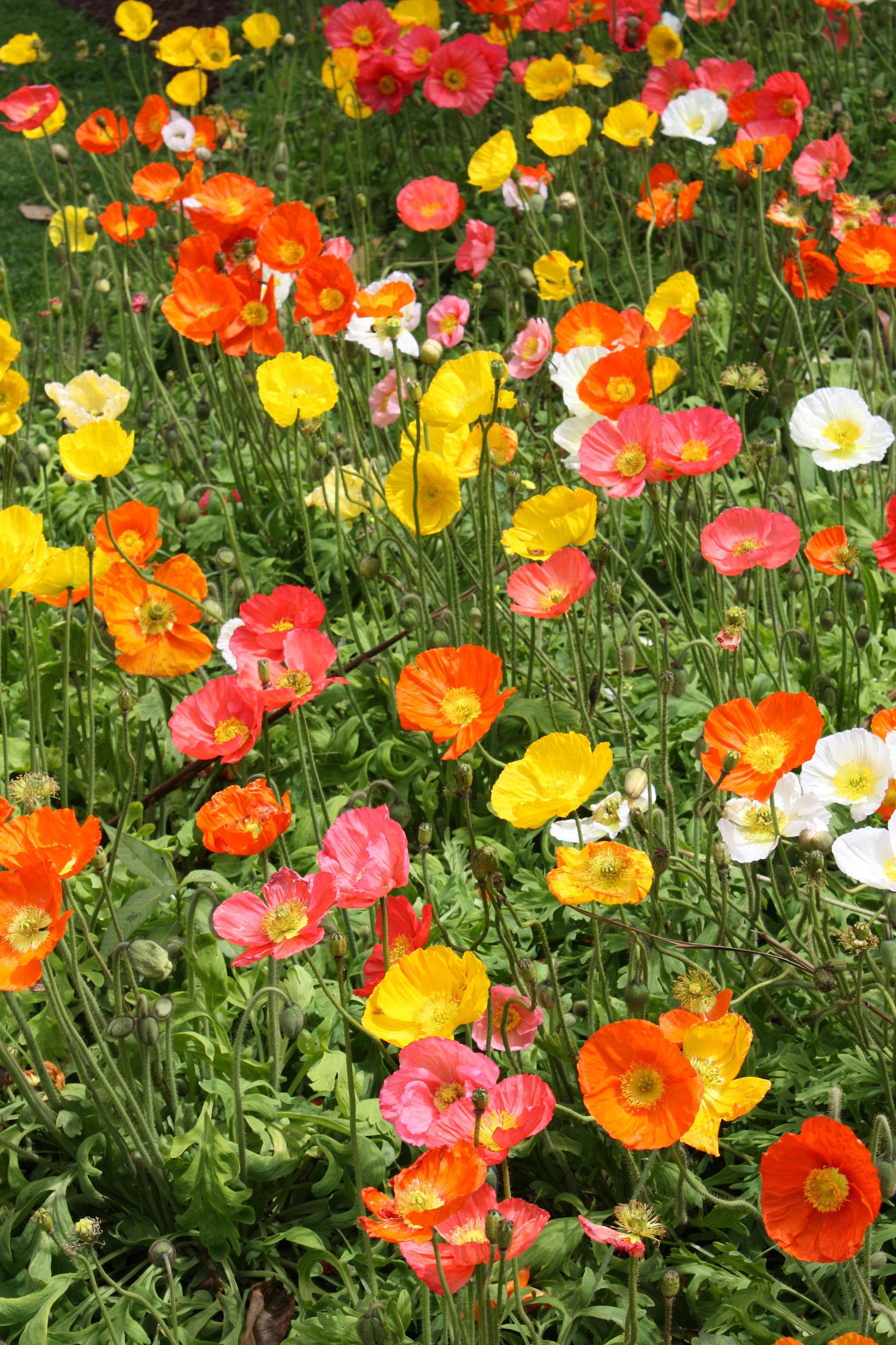 Papaver nudicaule 'Wonderland Mix'