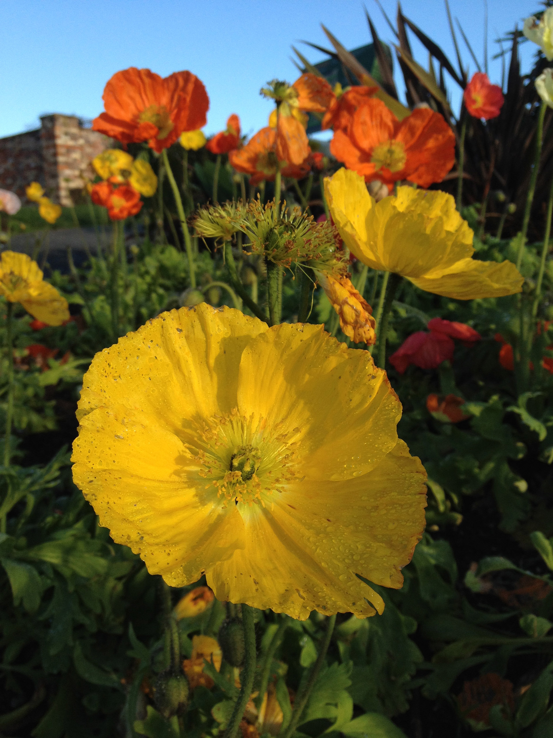 Papaver nudicaule 'Wonderland Mix'