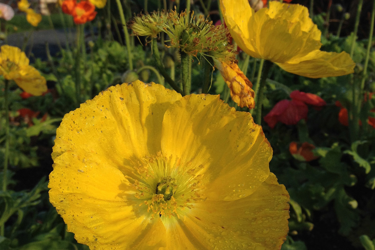 Papaver nudicaule 'Wonderland Mix'