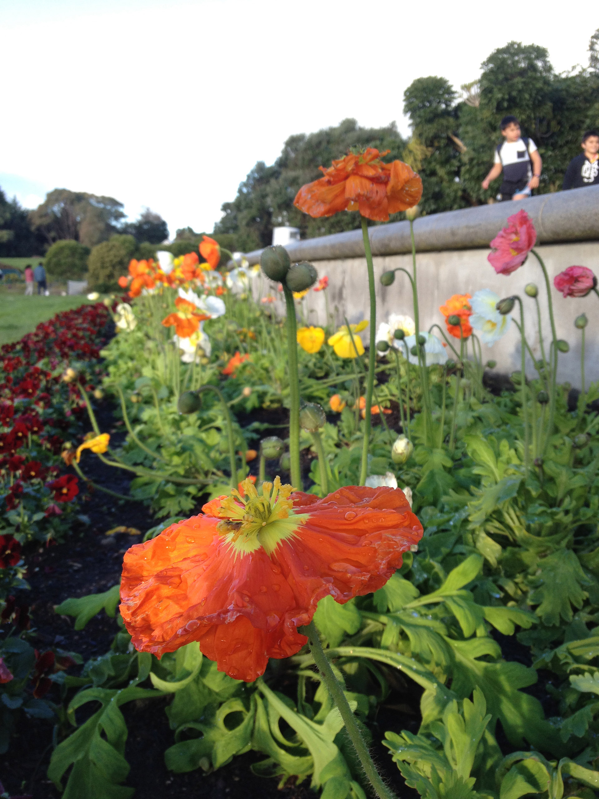 Papaver nudicaule 'Wonderland Mix'