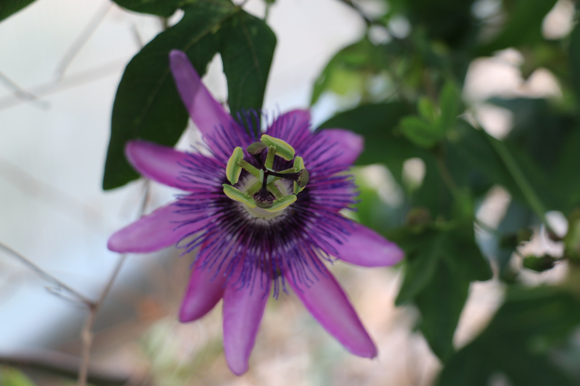 Passiflora edulis