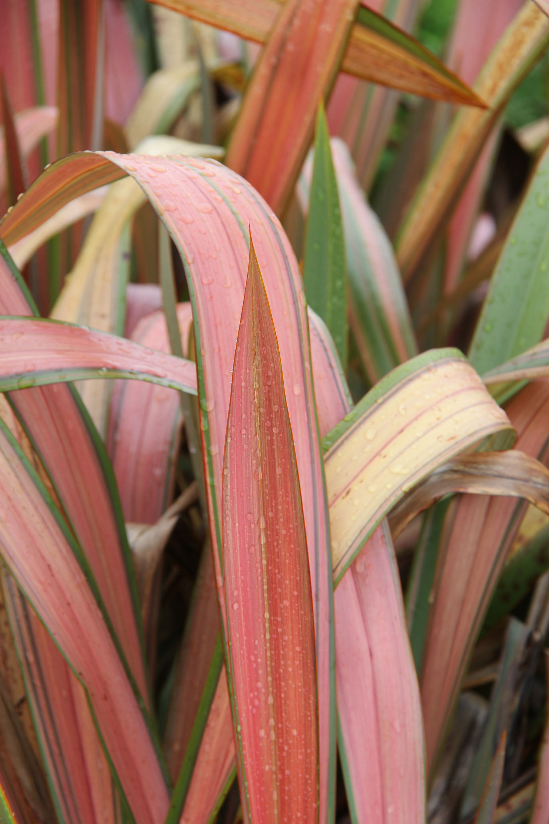 Phormium 'Jester'