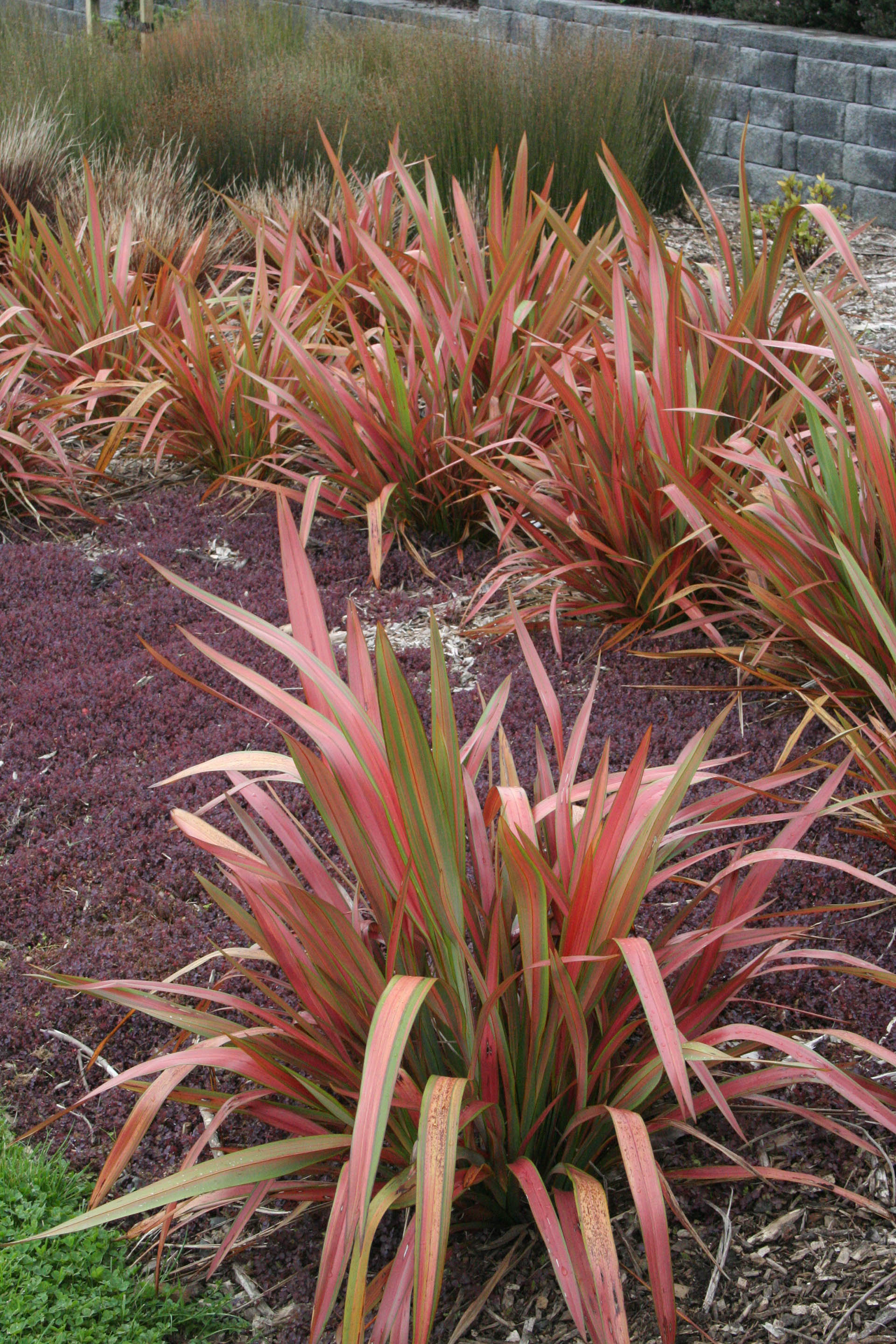 Phormium 'Jester'