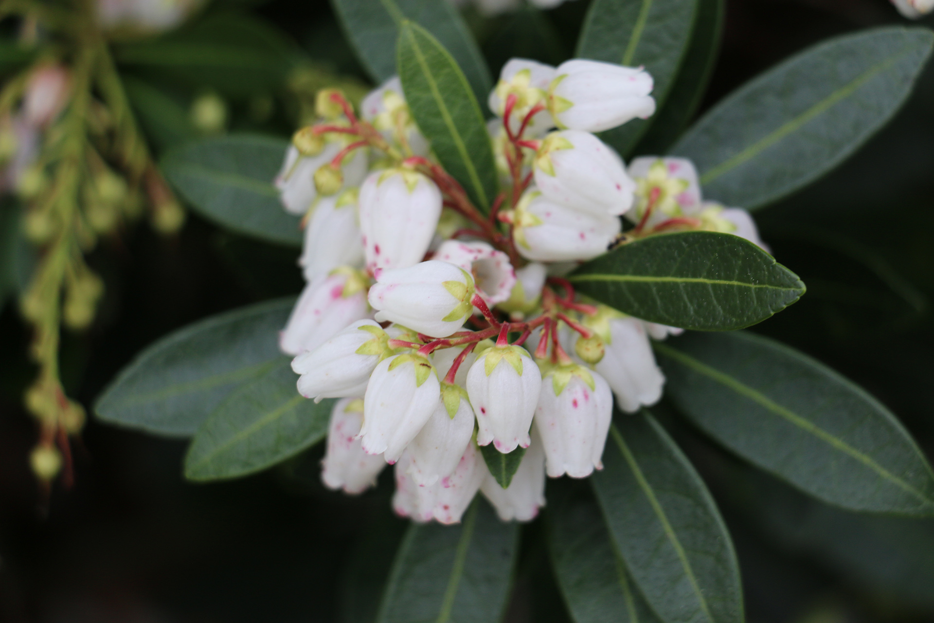 Pieris ryukuensis 'Temple Bells'