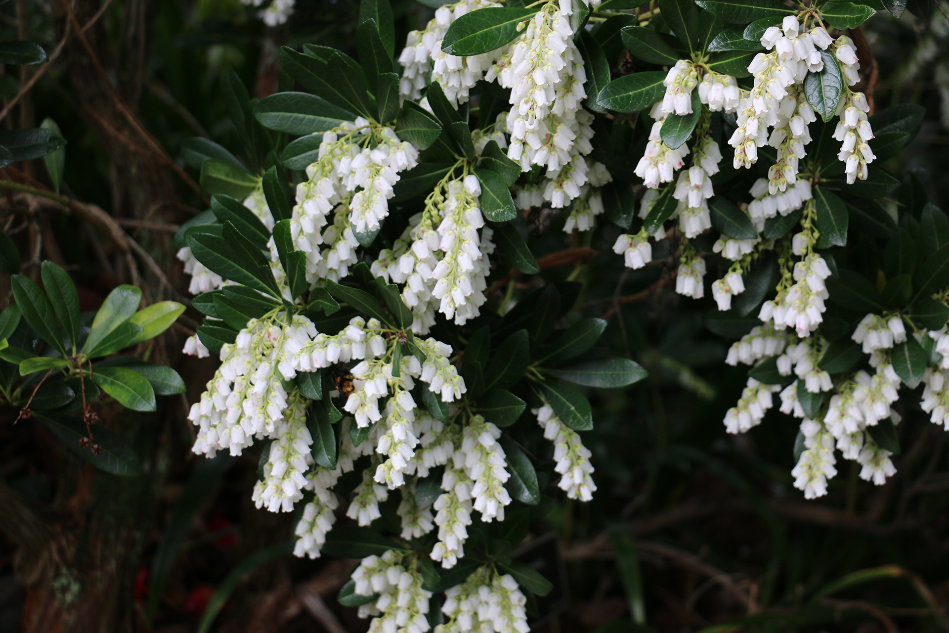 Pieris ryukuensis 'Temple Bells'