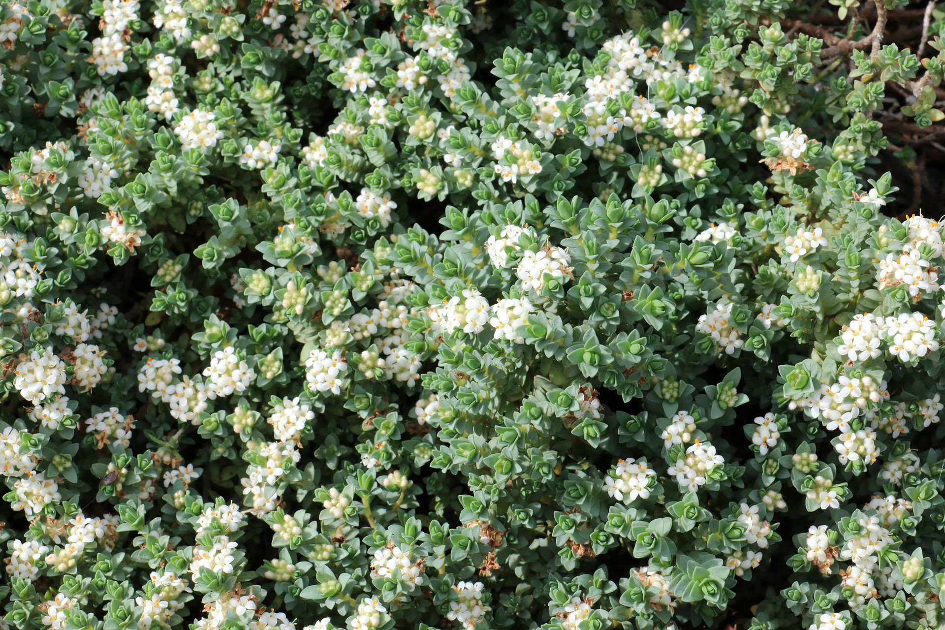 Pimelea prostrata