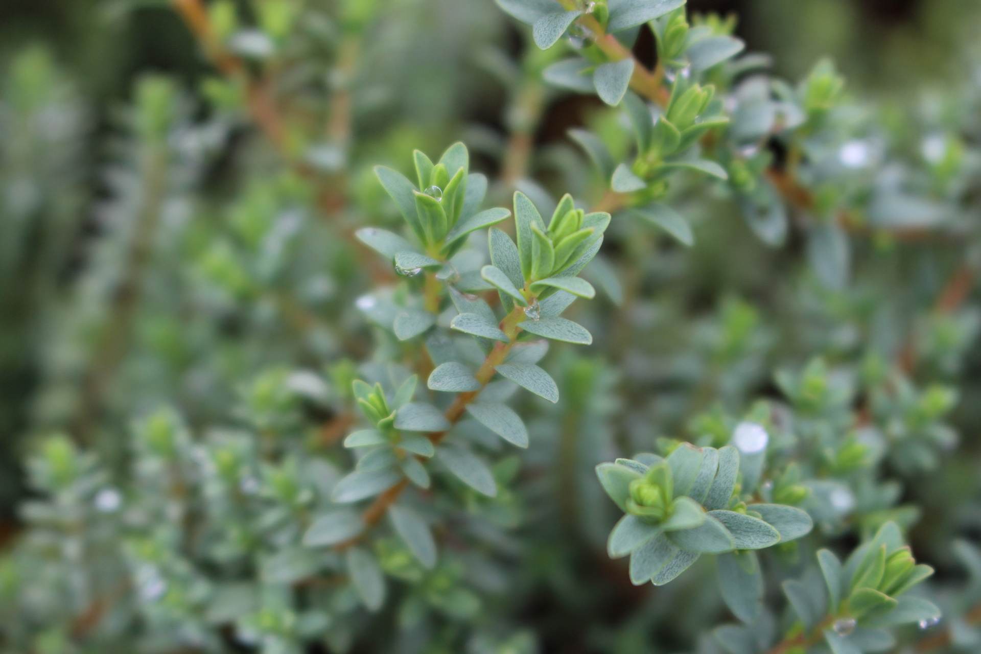Pimelea prostrata