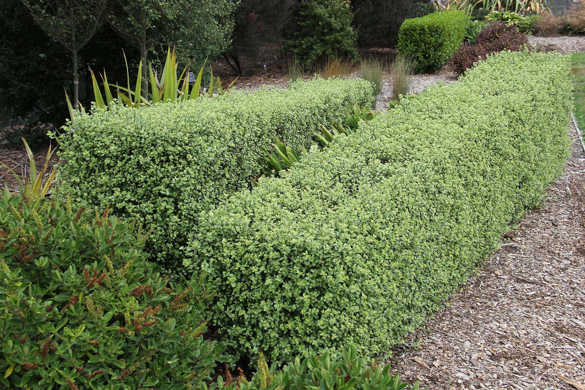 Pittosporum 'Wrinkle Blue'