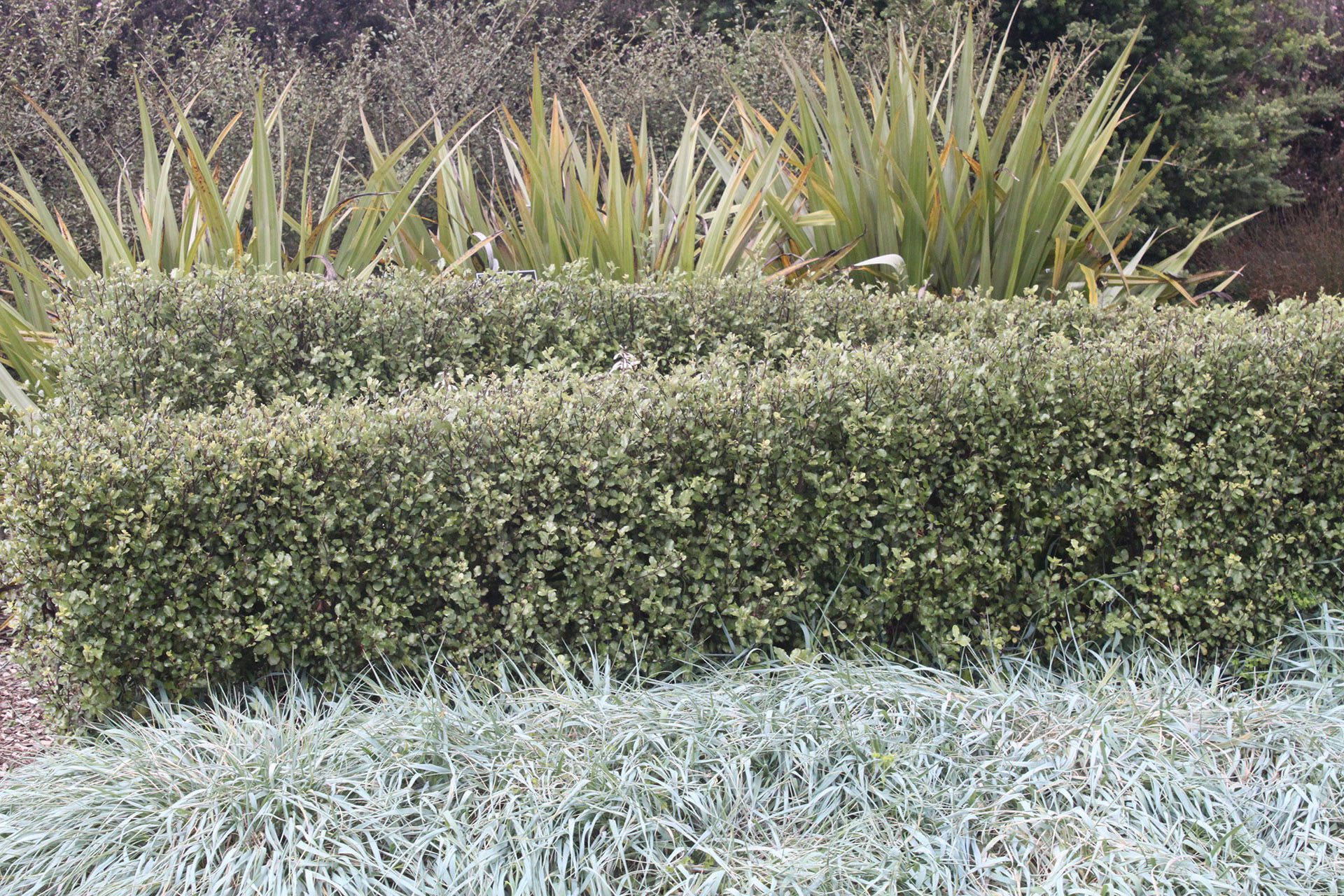 Pittosporum 'Wrinkle Blue'