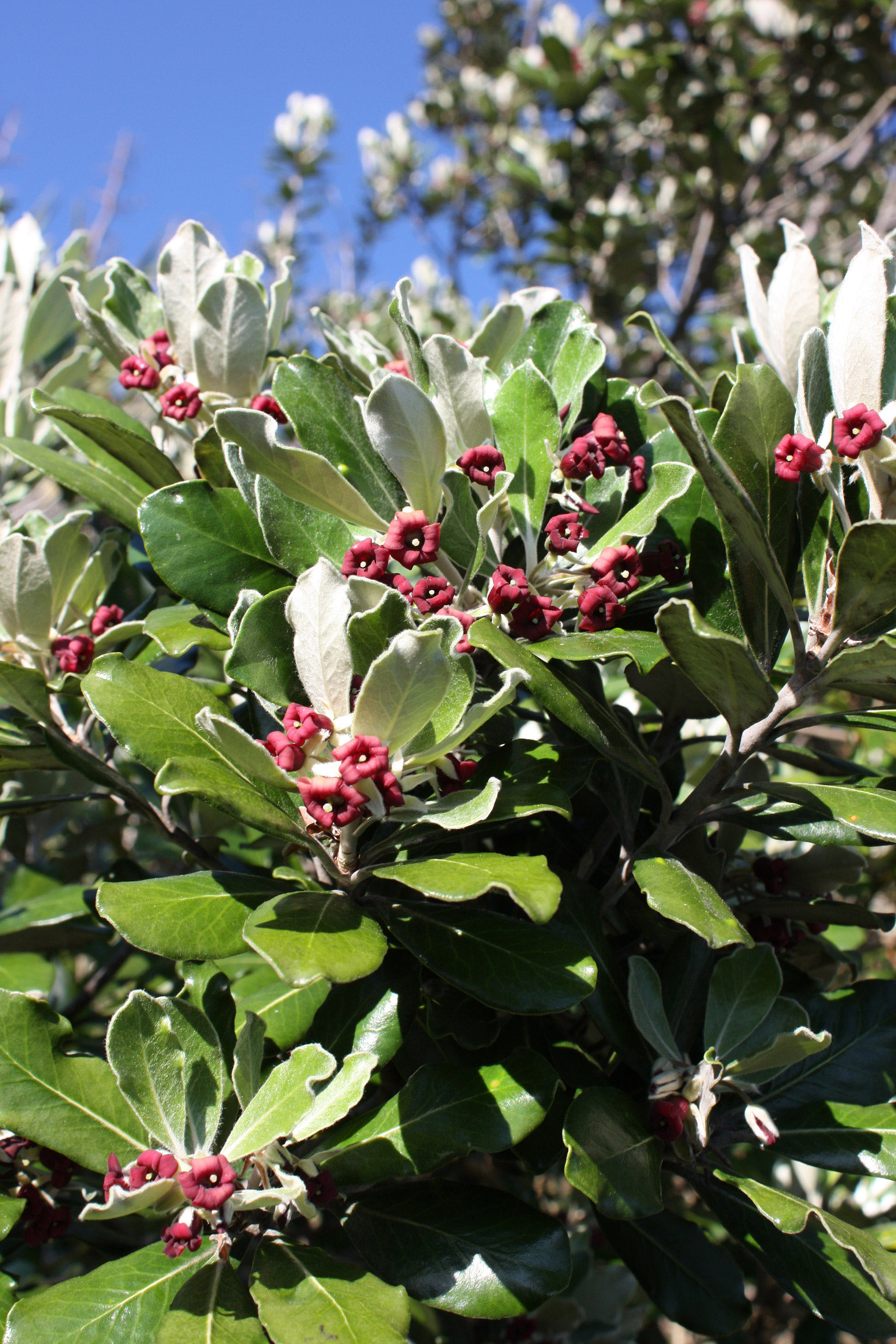 Pittosporum crassifolium