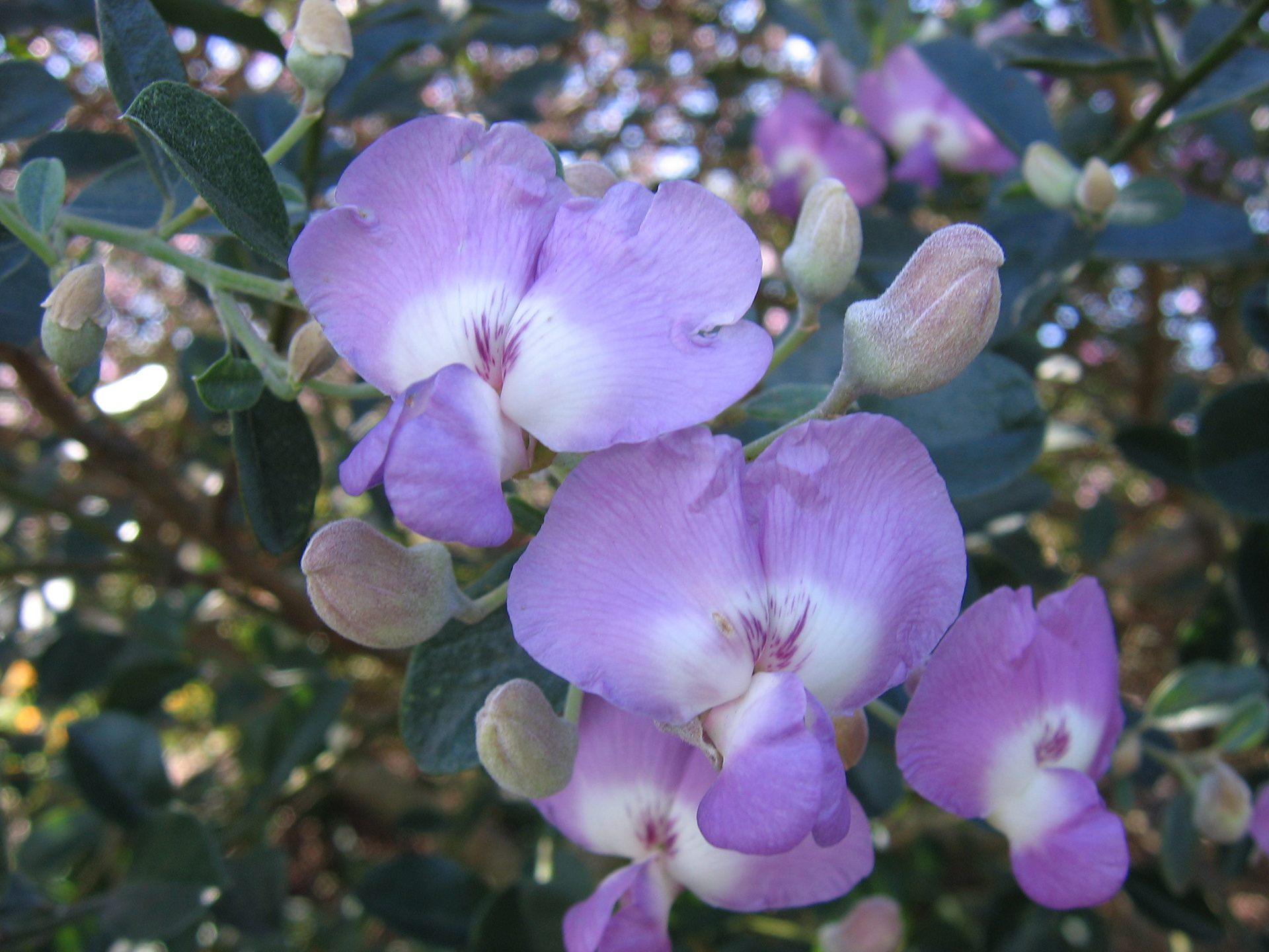 Podalyria calyptrata