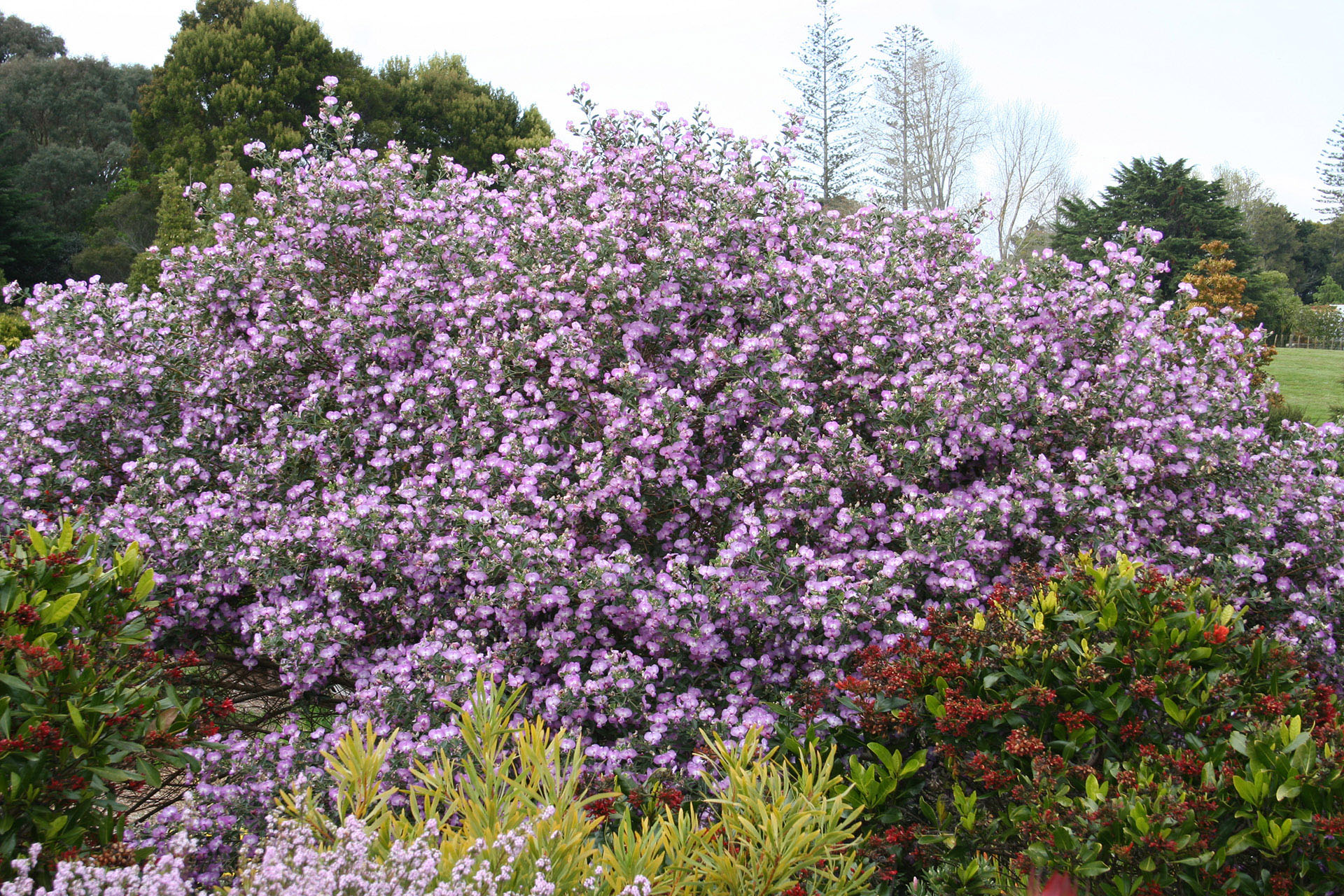 Podalyria calyptrata
