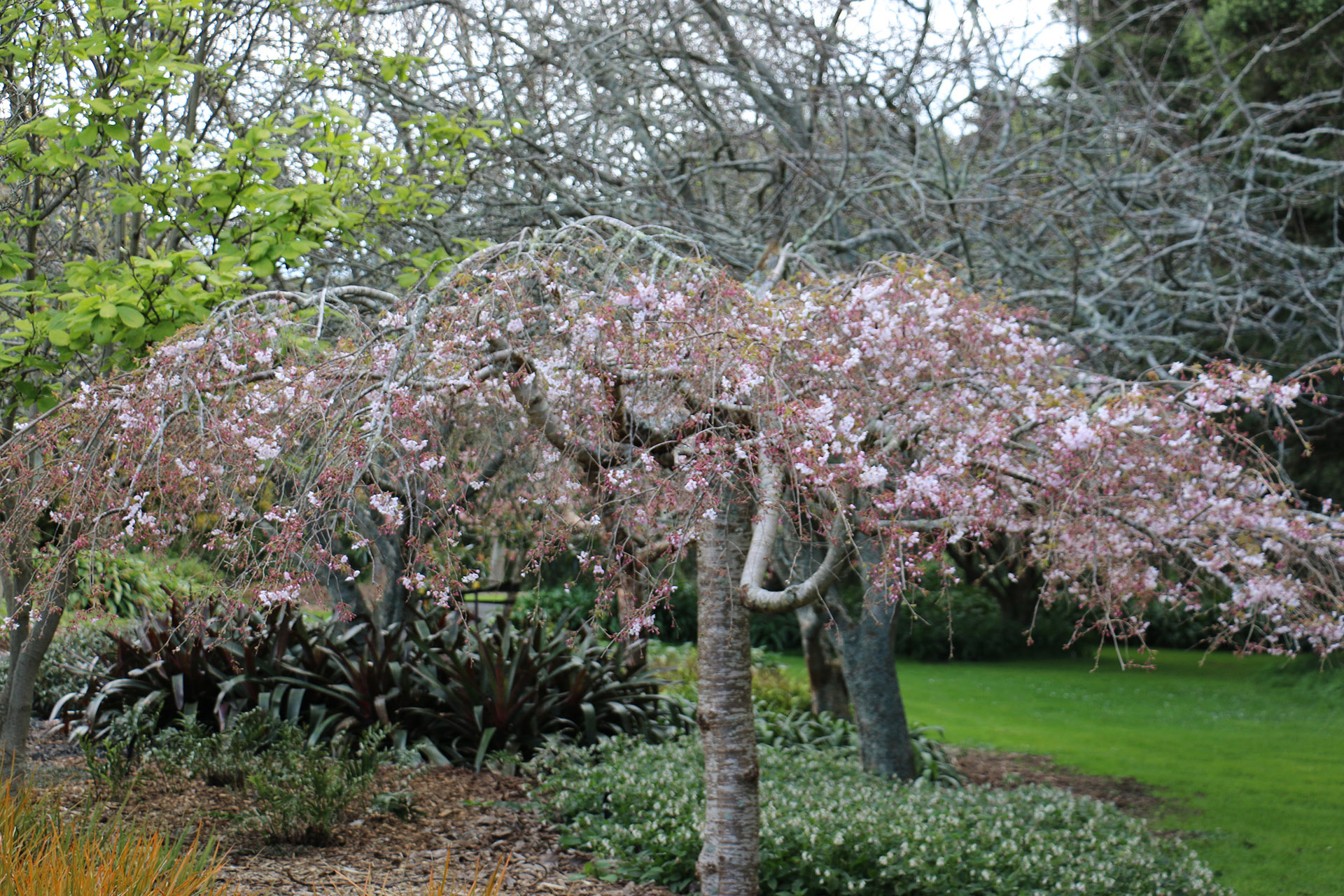 Prunus subhirtella 'Falling Snow'