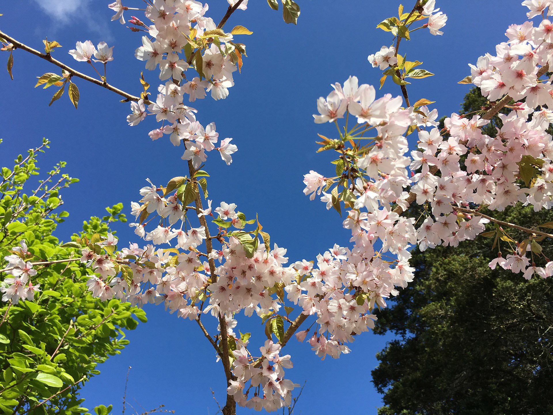 Prunus subhirtella 'Falling Snow'