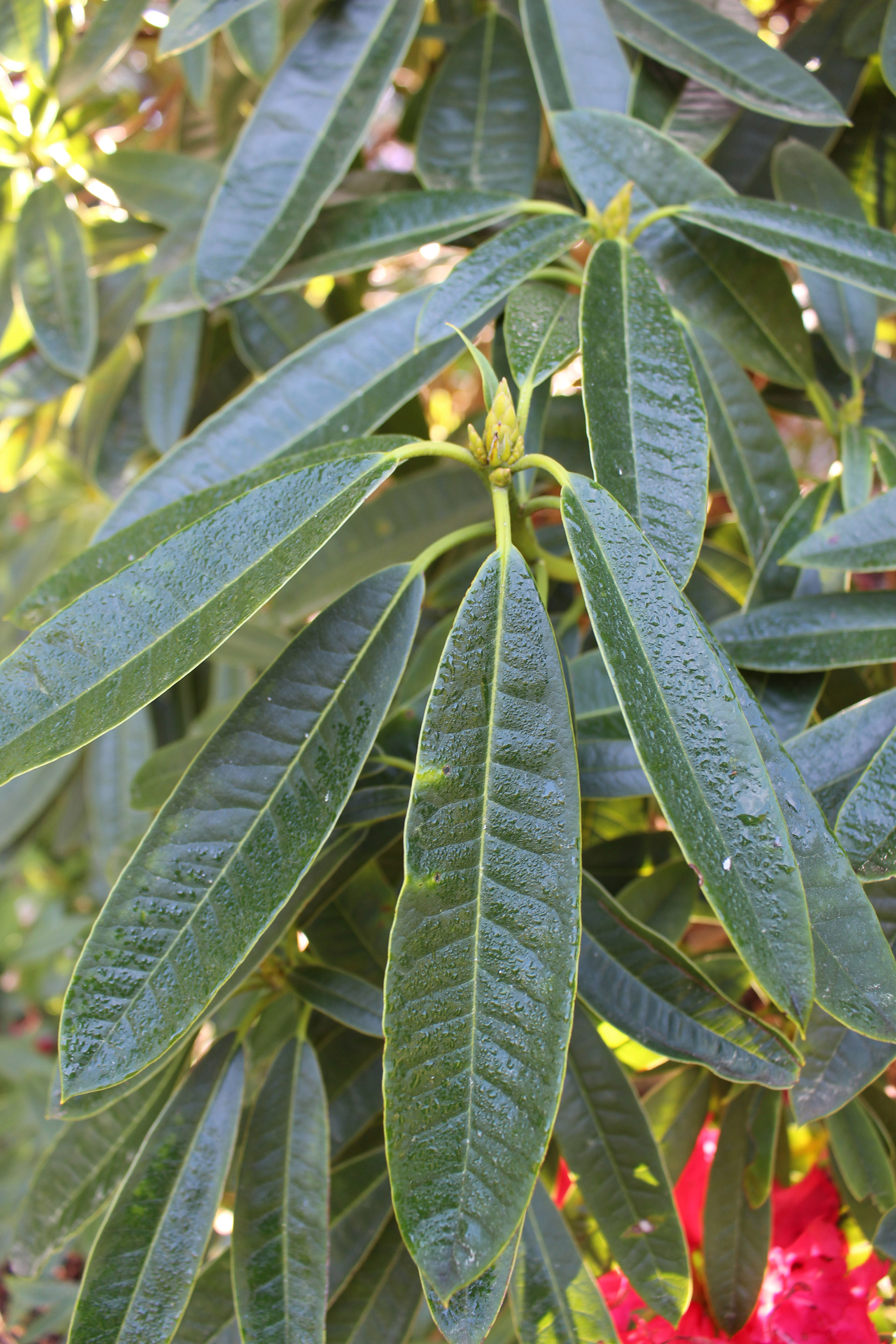 Rhododendron 'Kaponga'