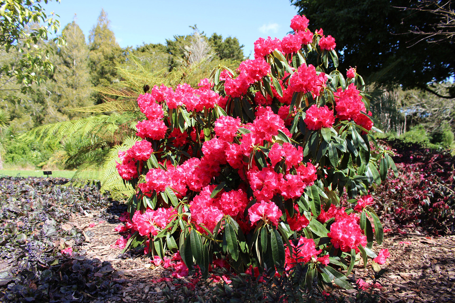Rhododendron 'Kaponga'