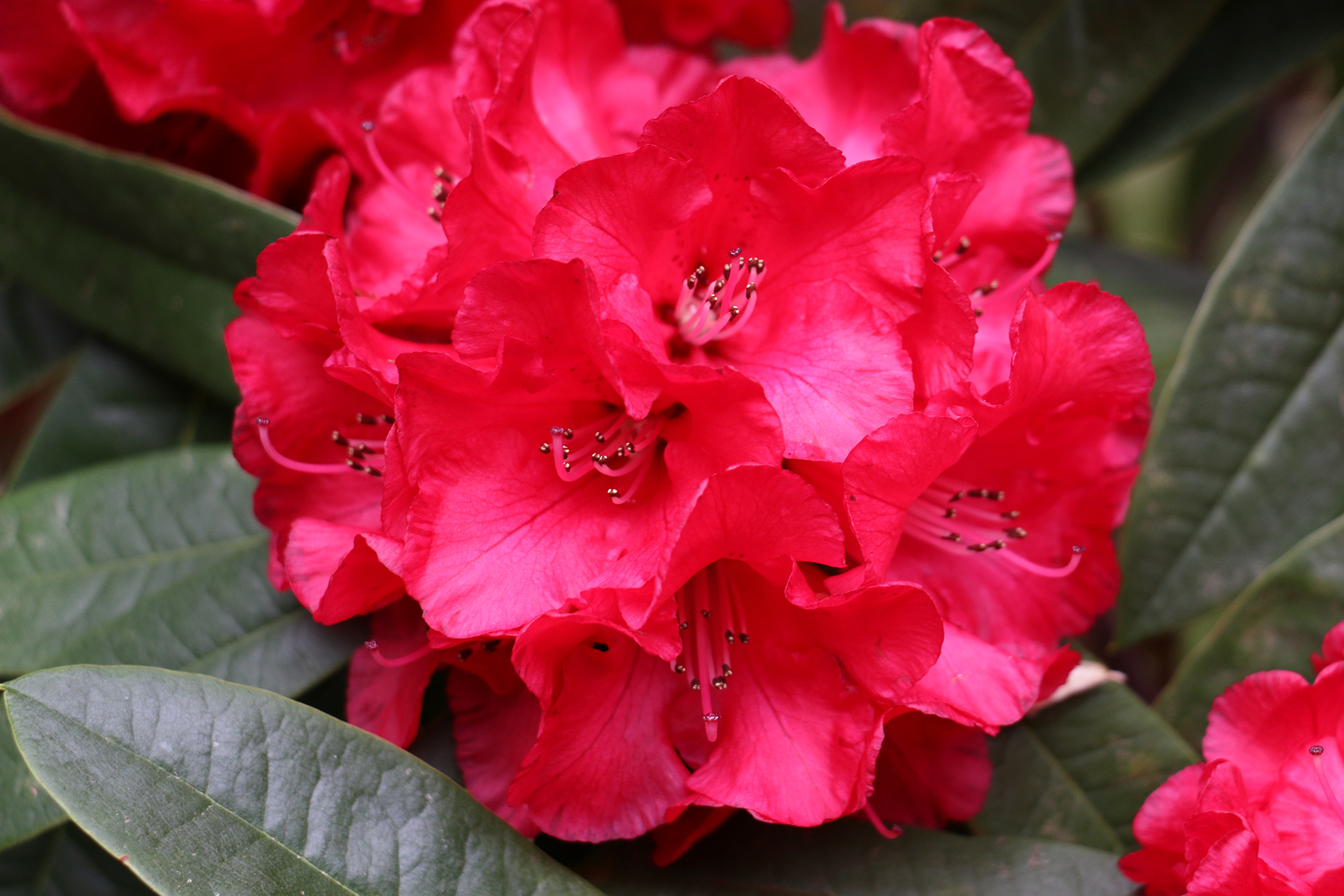 Rhododendron 'Kaponga'