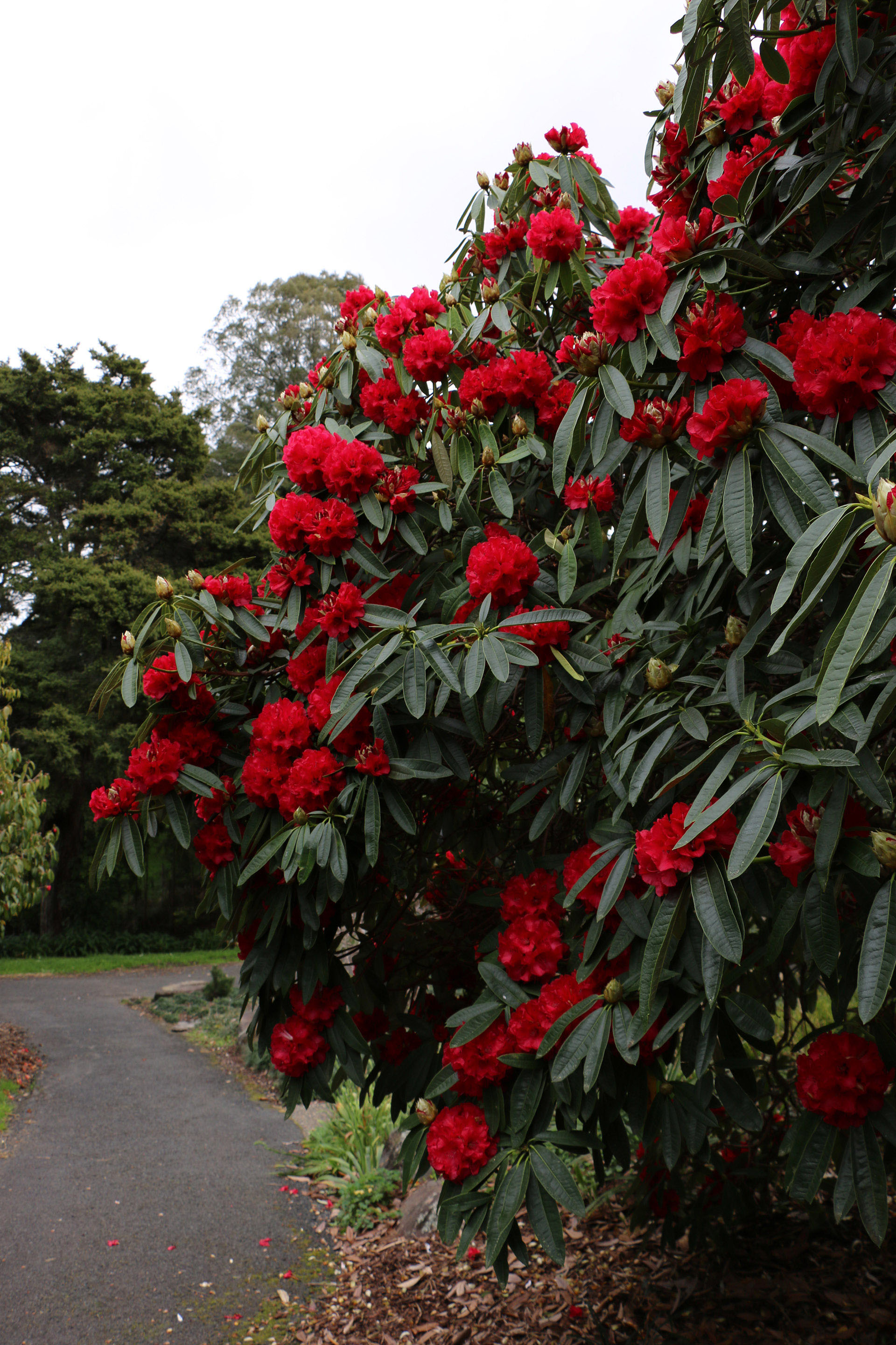 Rhododendron 'Kaponga'