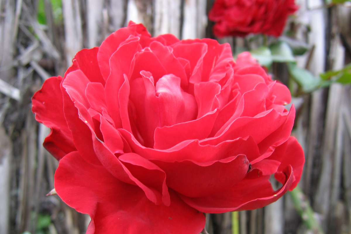 Rosa [Dublin Bay] = 'MACdub' Large-flowered / HT climber
