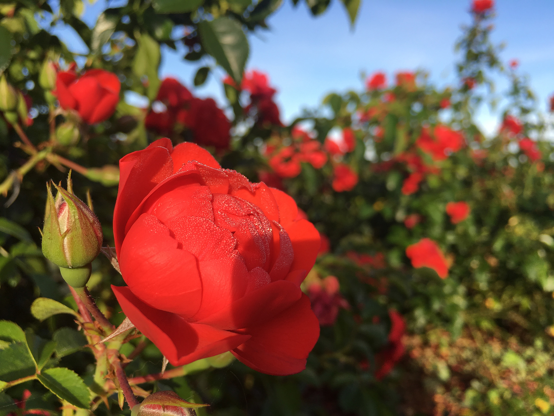 Rosa [Flower Carpet Scarlet] = 'NOA83100B' Shrub