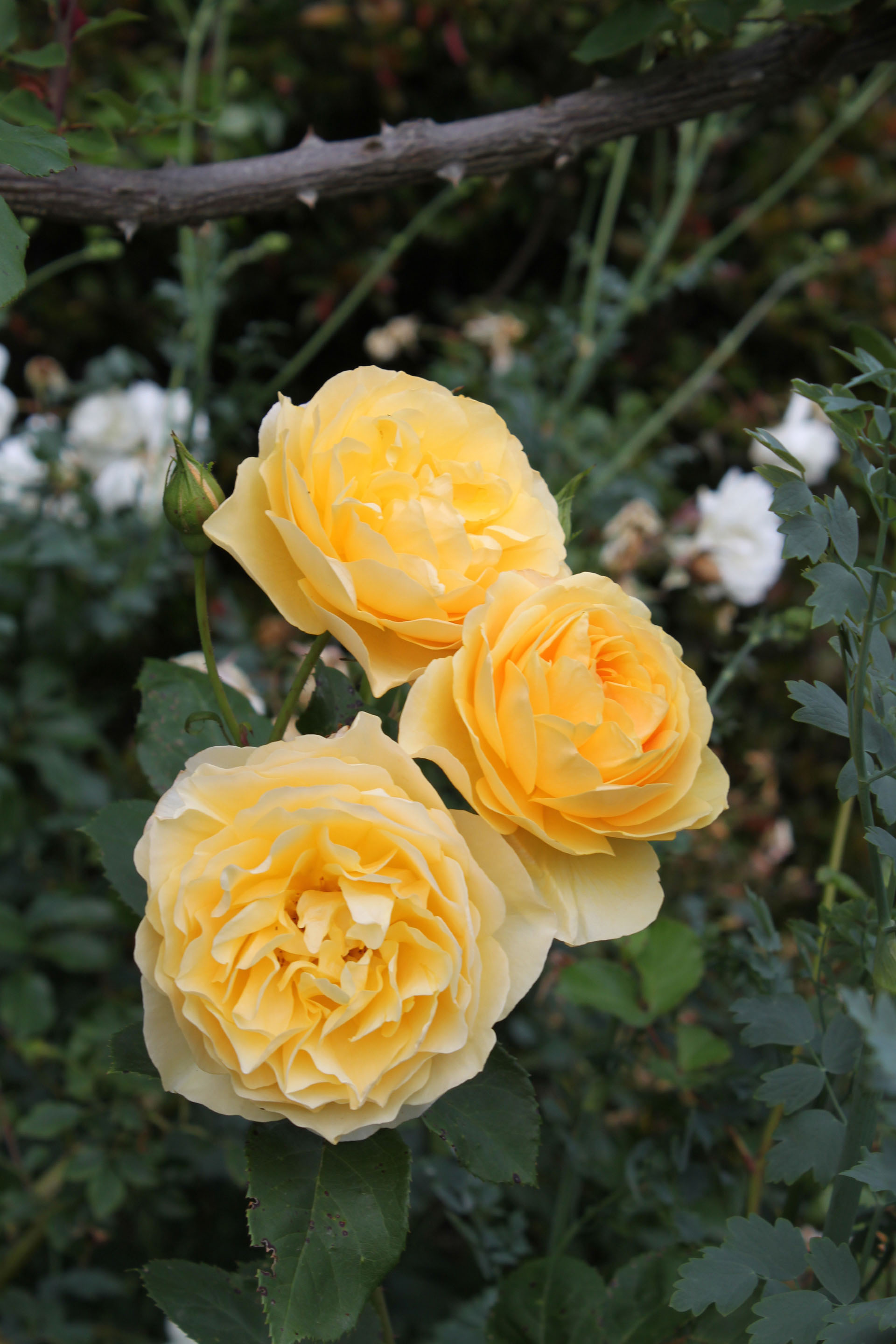 Rosa 'Graham Thomas'