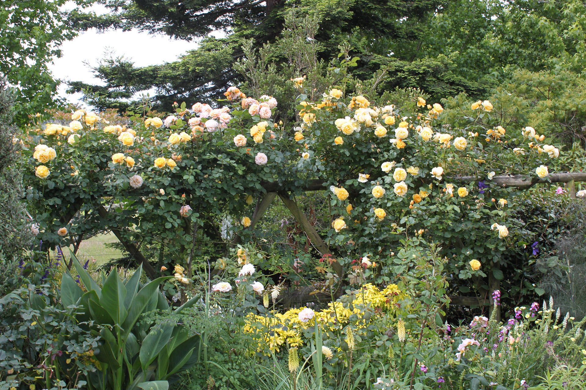 Rosa 'Graham Thomas'