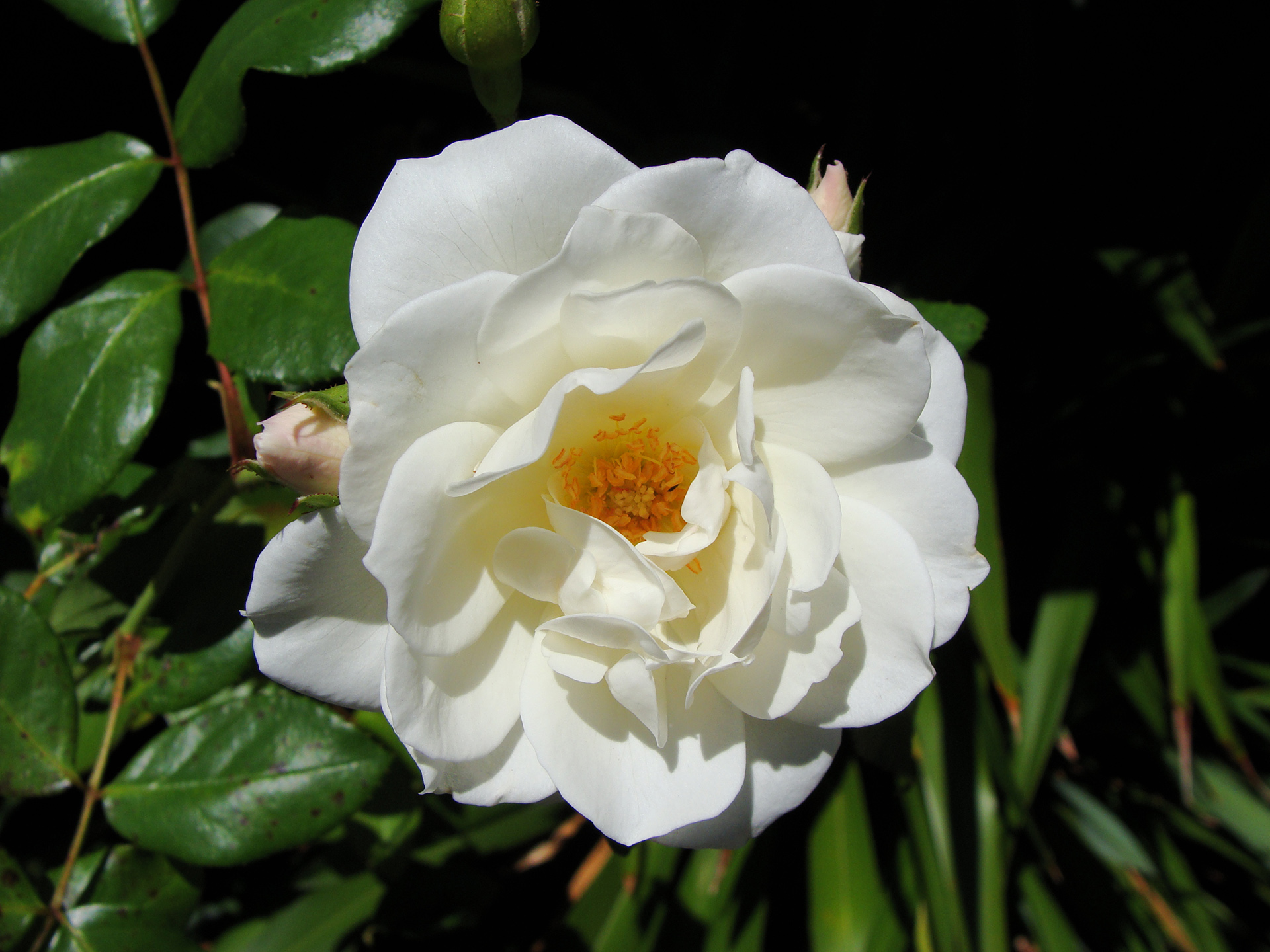 Rosa [Iceberg] = 'KORbin'