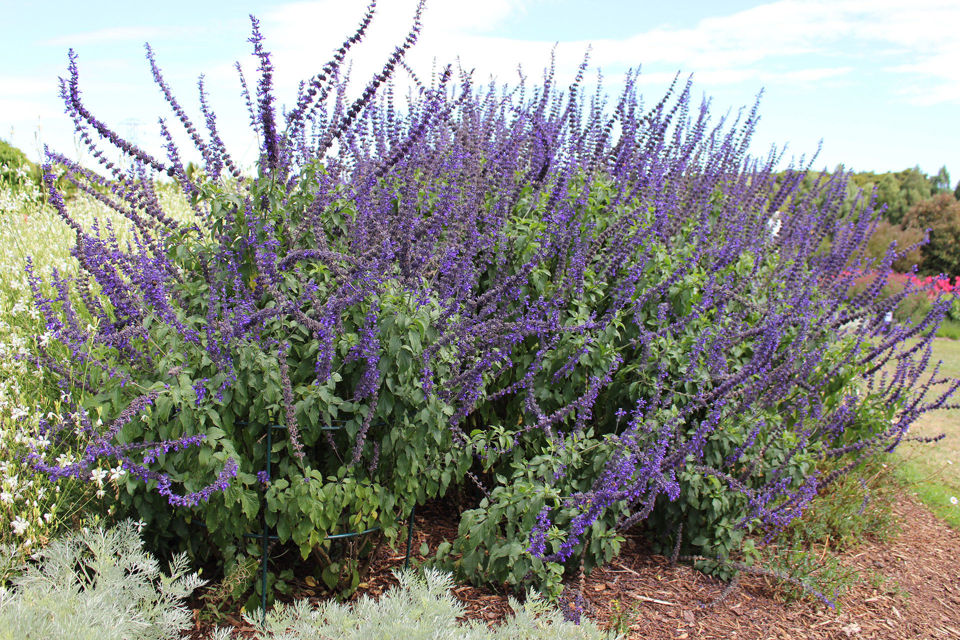 Salvia 'Indigo Spires'