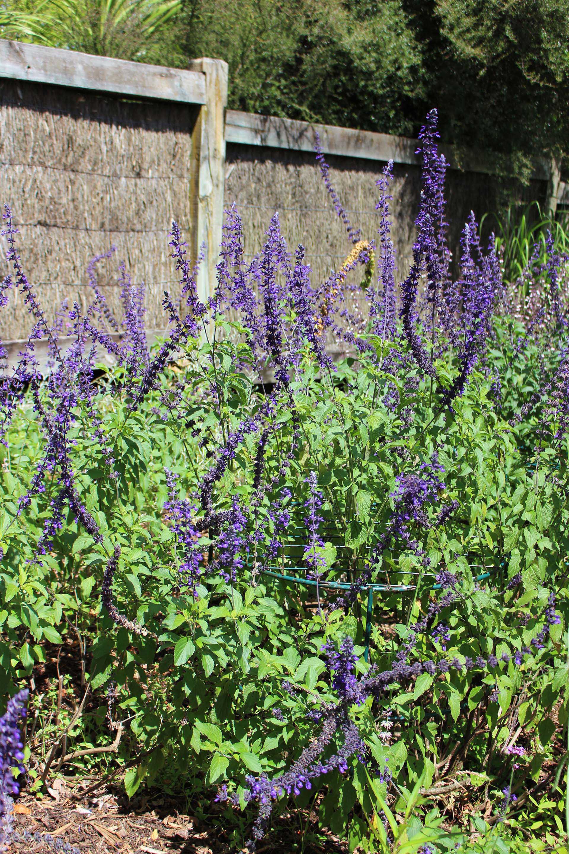 Salvia 'Indigo Spires'