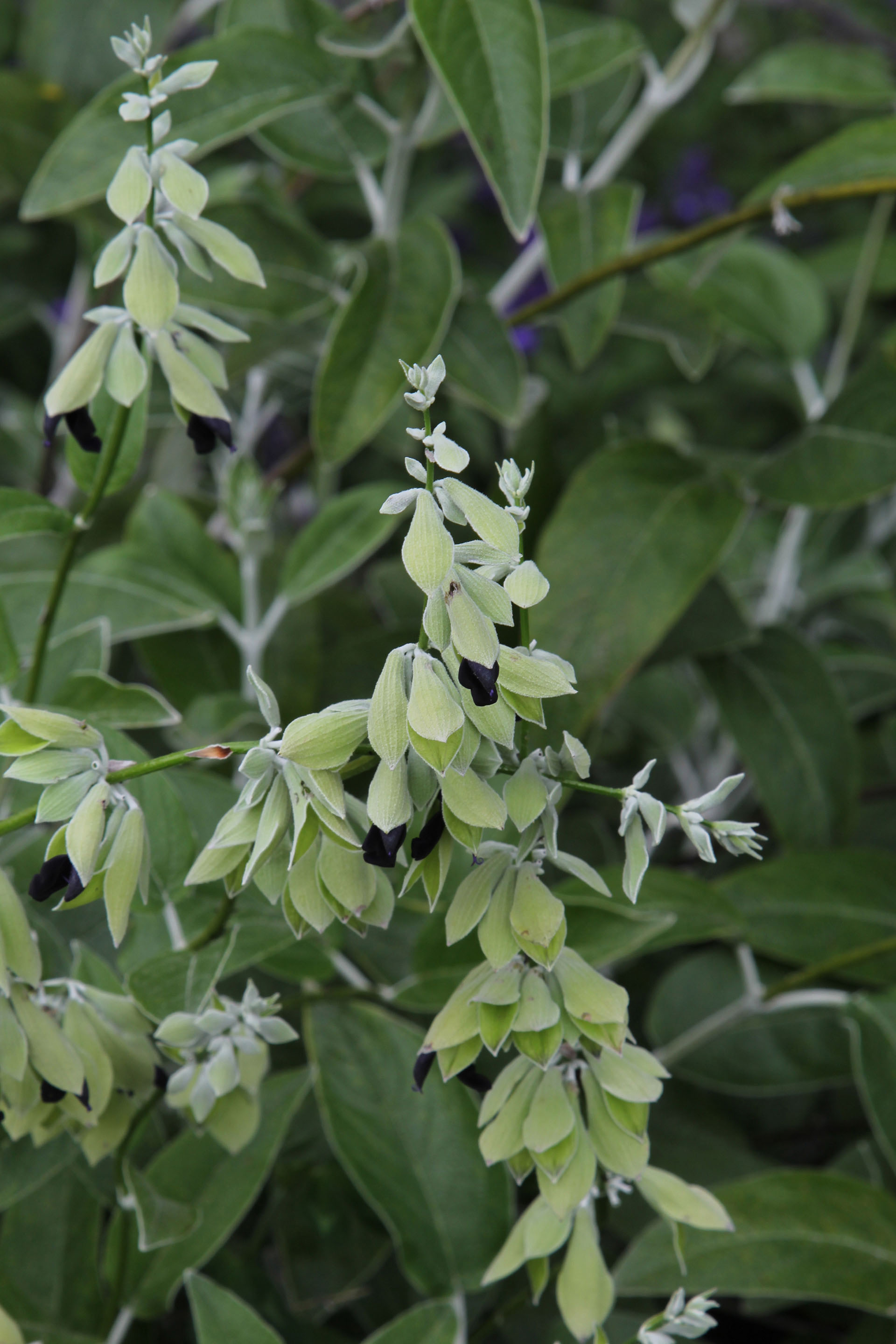 Salvia discolor