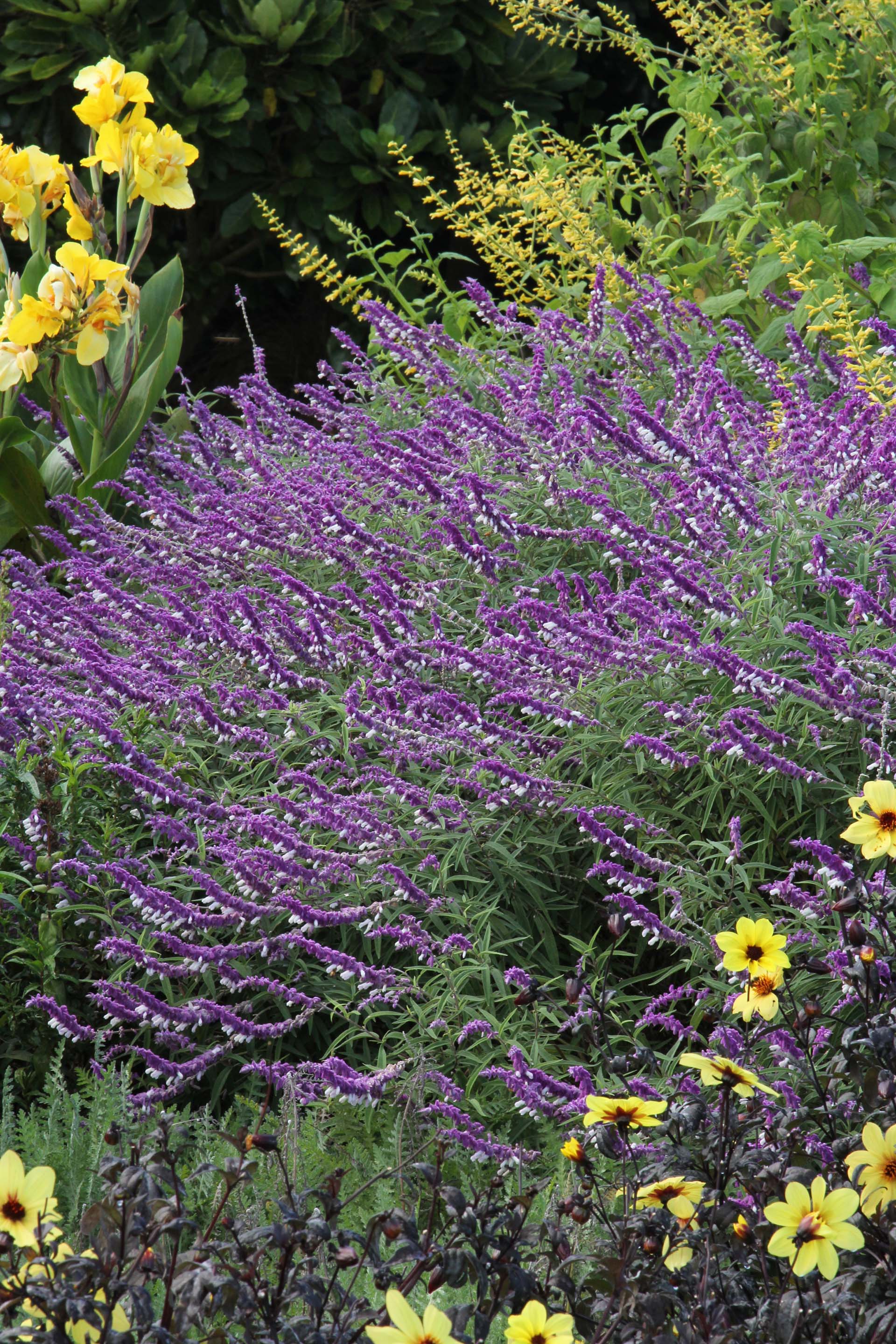 Salvia leucantha