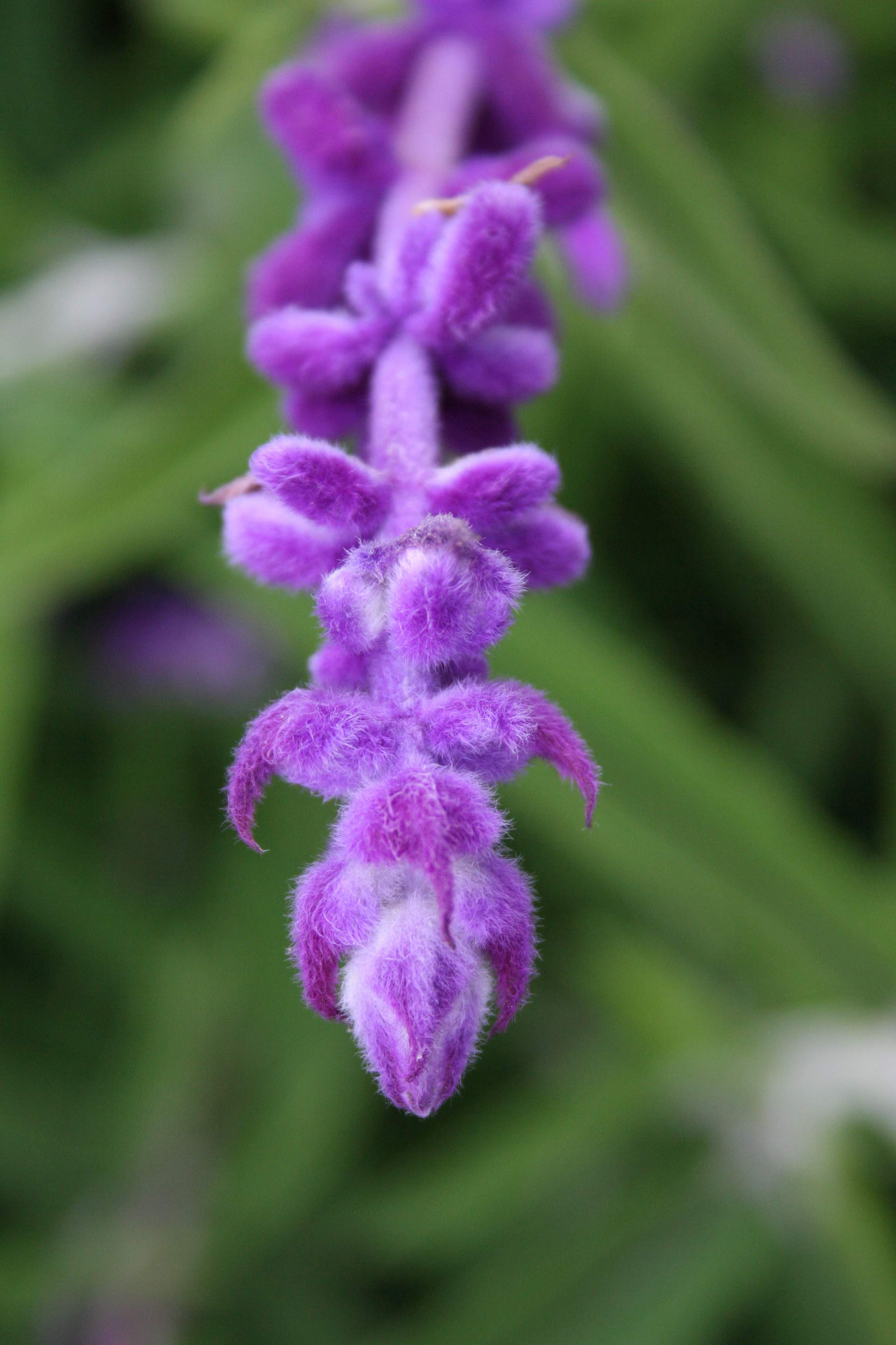 Salvia leucantha