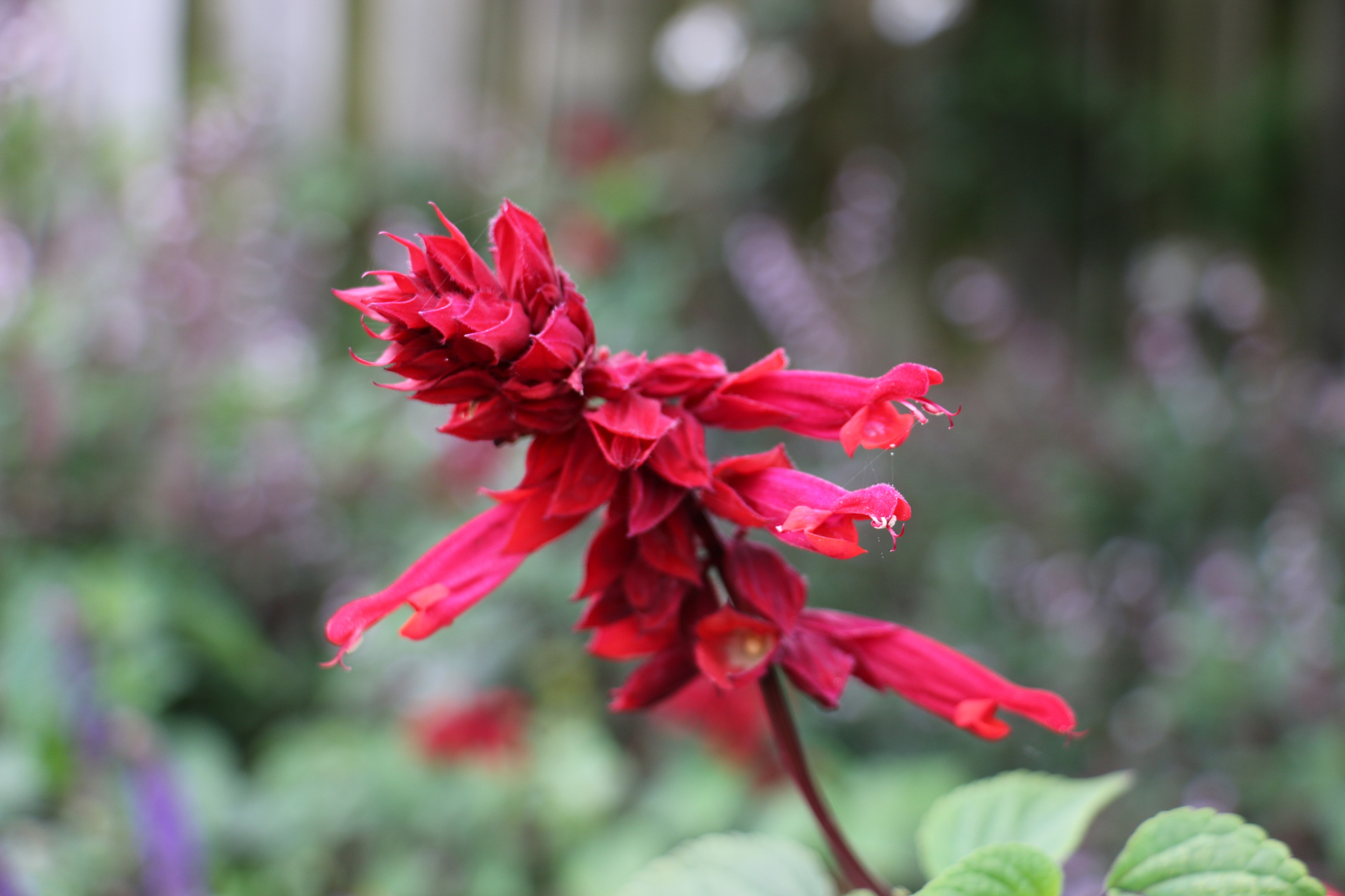 Salvia splendens 'Van-Houttei'