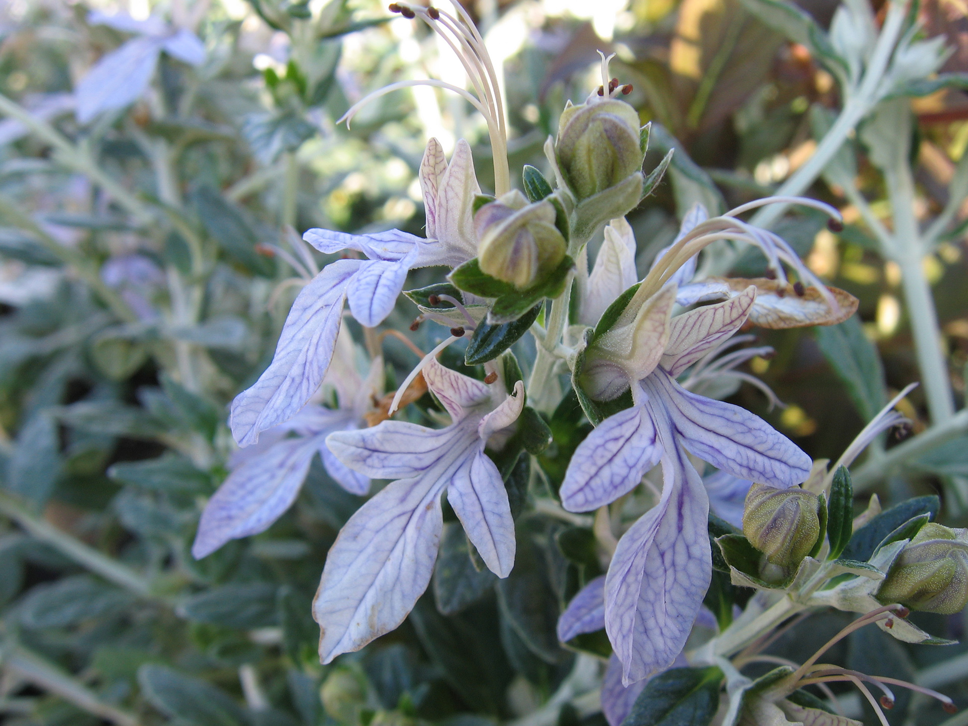 Teucrium fruticans