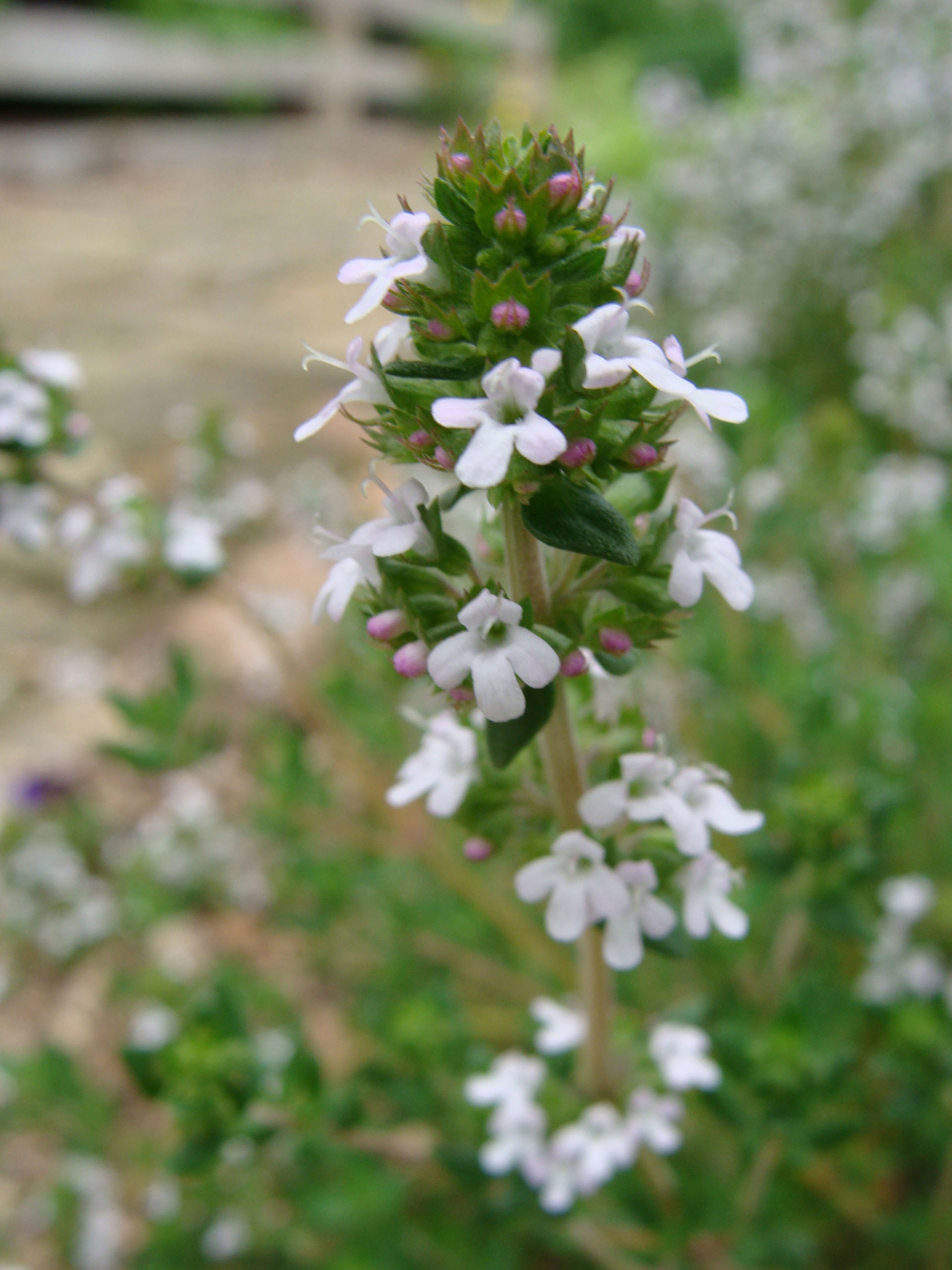 Thymus vulgaris