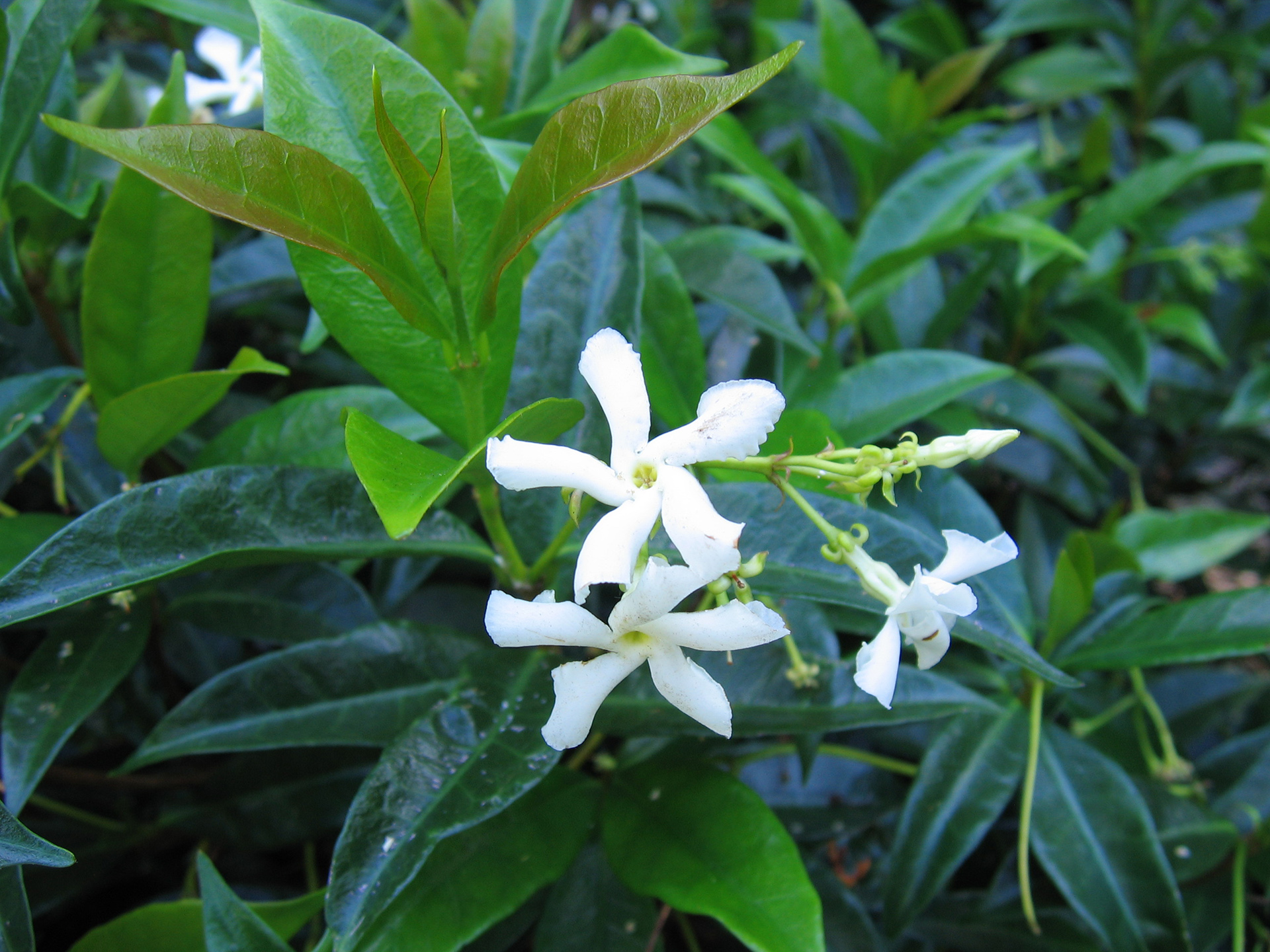 Trachelospermum jasminoides