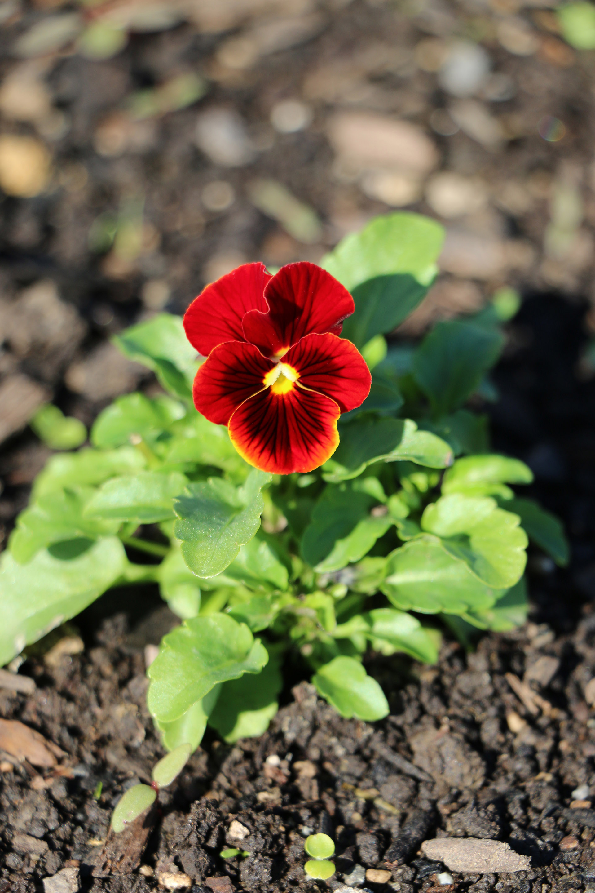 Viola (Penny Group) 'Red Blotch'