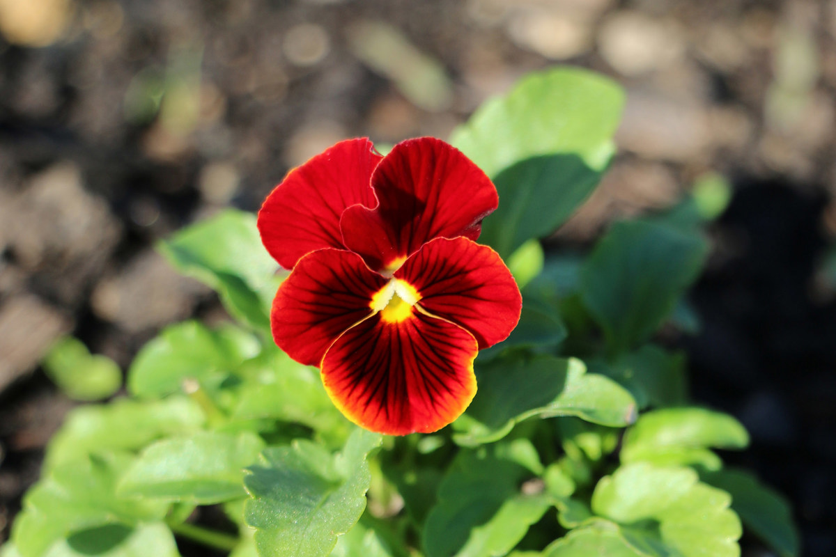 Viola (Penny Group) 'Red Blotch'