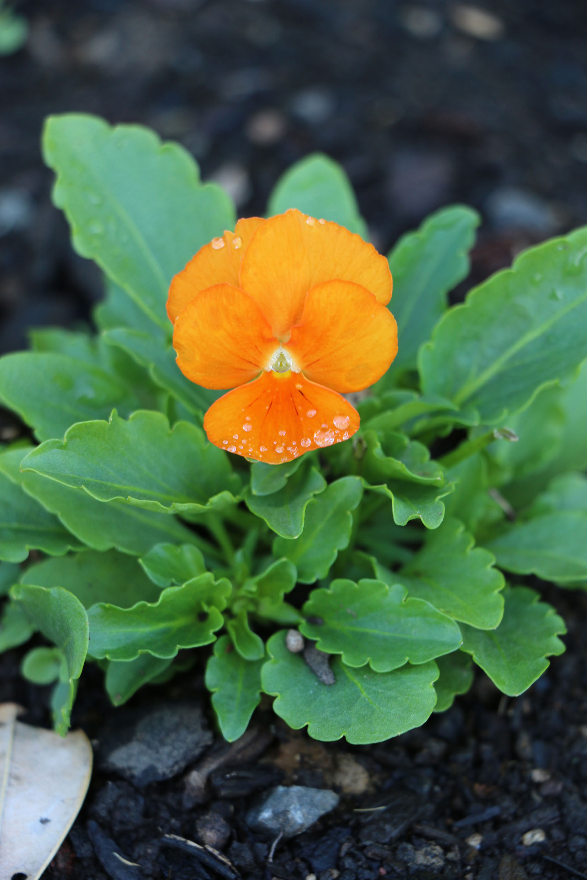 Viola cornuta (Penny Group) 'Orange'