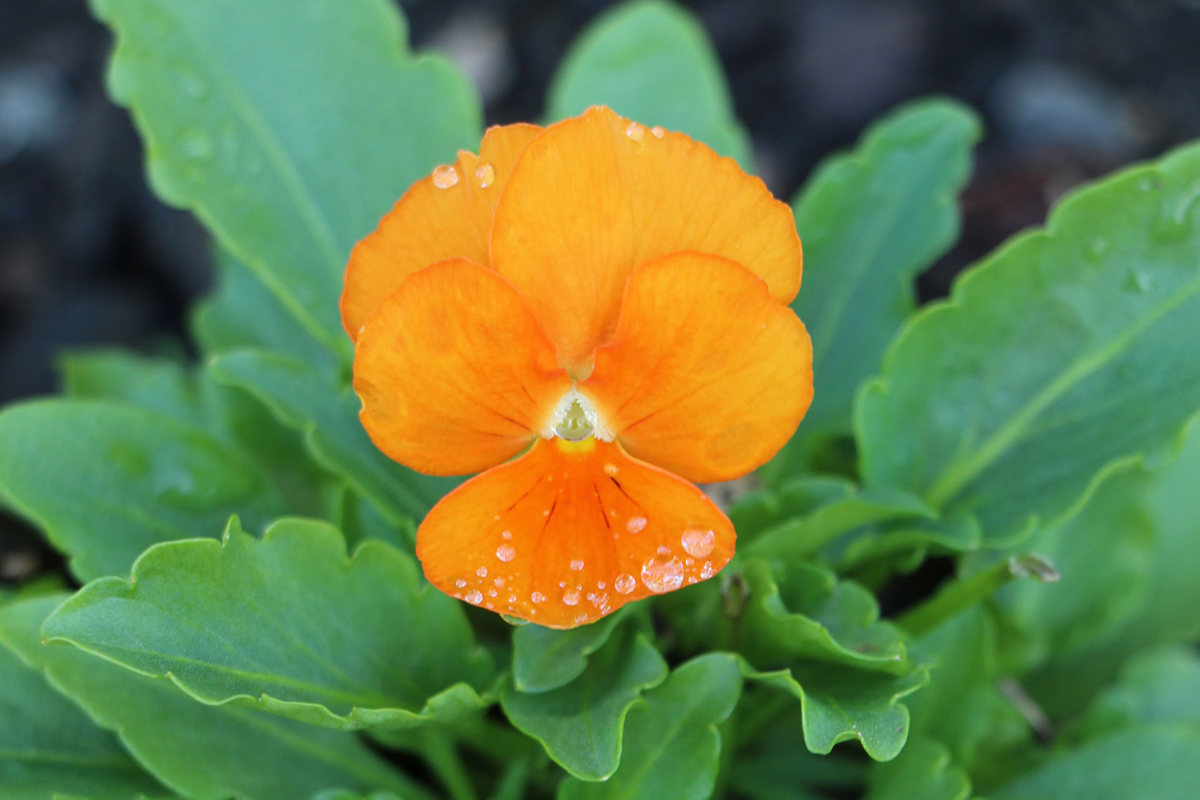 Viola cornuta (Penny Group) 'Orange'