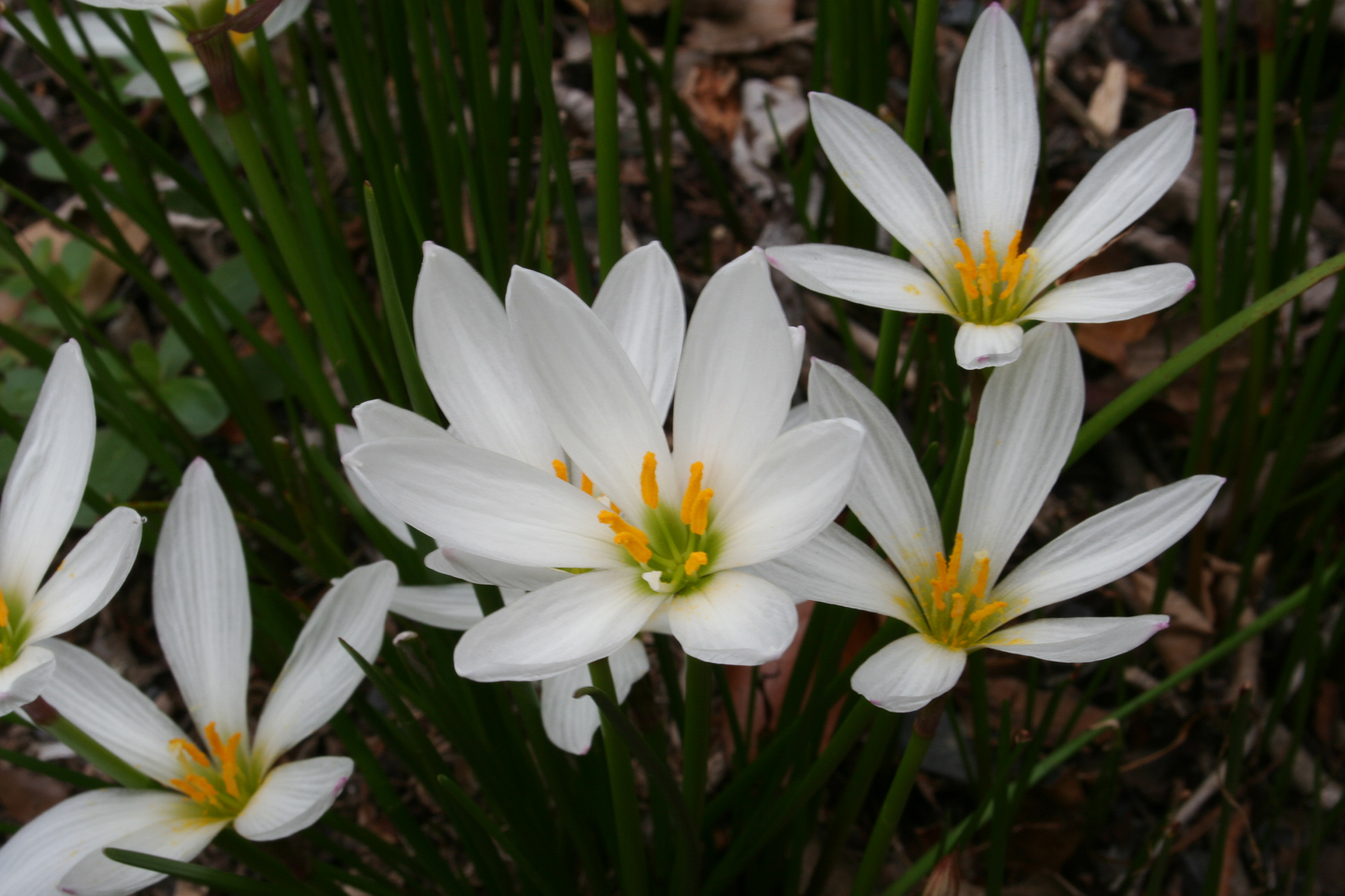 Zephyranthes candida