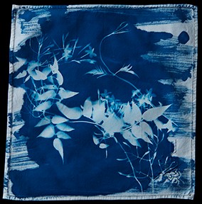 Cyanotype workshop with Elle Anderson | Auckland Botanic Gardens